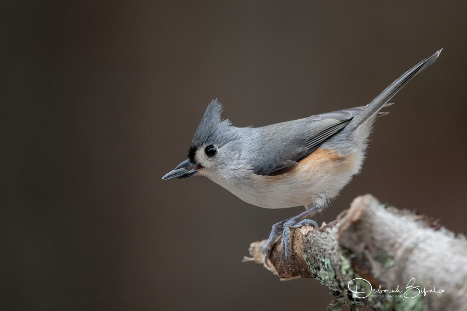 Cuteness | dbifulco | Blipfoto