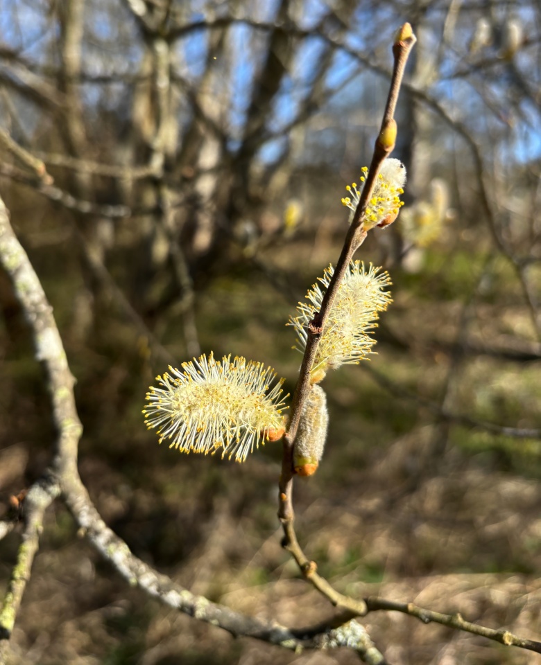 It’s Spring again! | walkingMarj | Blipfoto