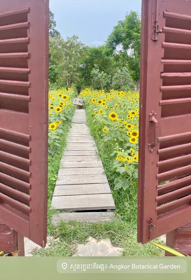 ANGLOR | sunflower | Blipfoto