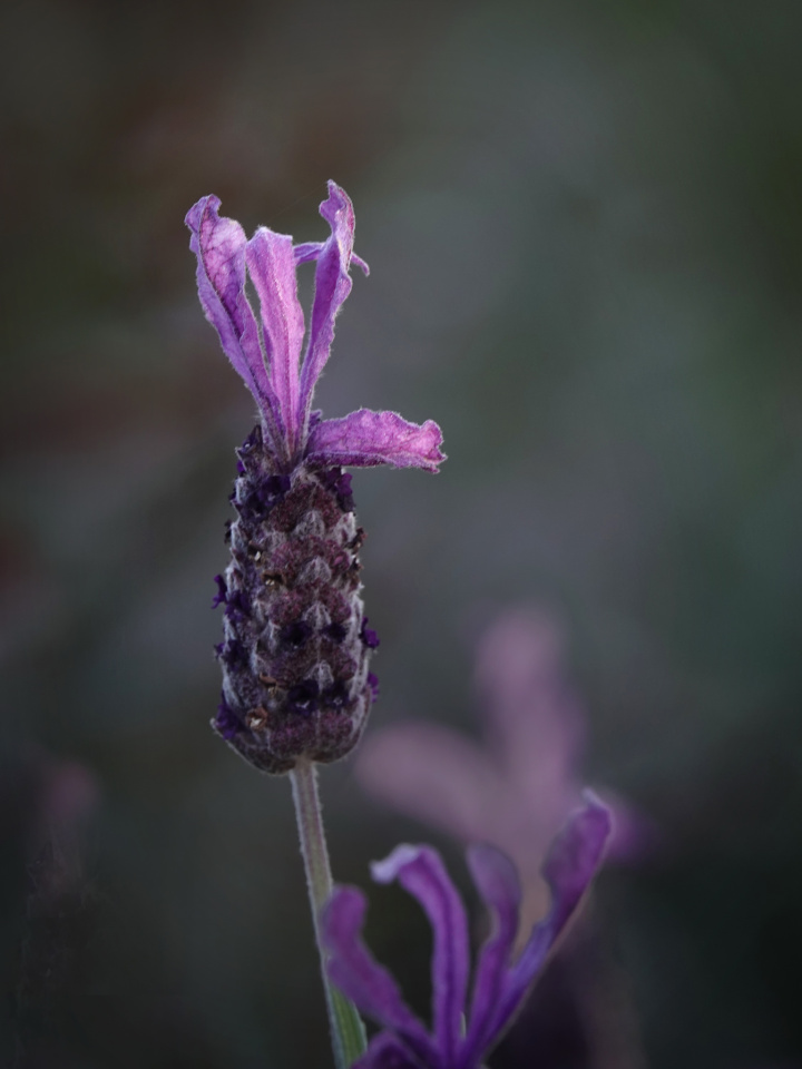 Lavender | rainie | Blipfoto