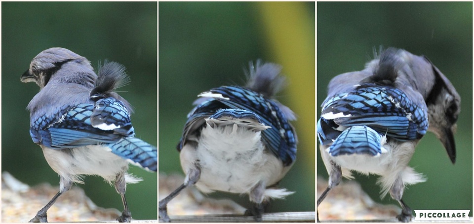 A cowlick on a bird | MaryElizaR | Blipfoto
