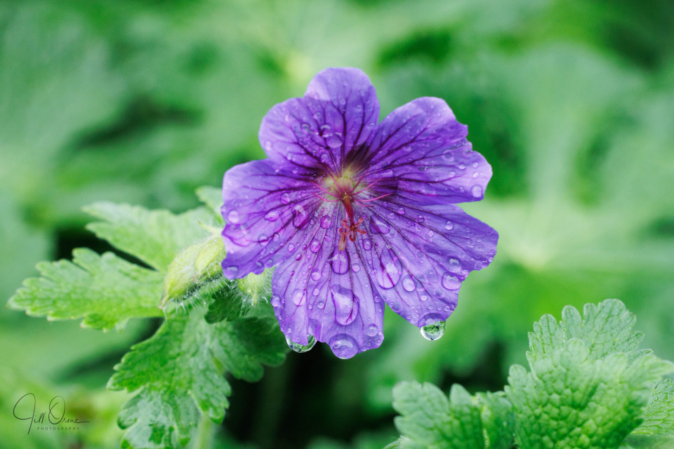 Sodden | JDO | Blipfoto