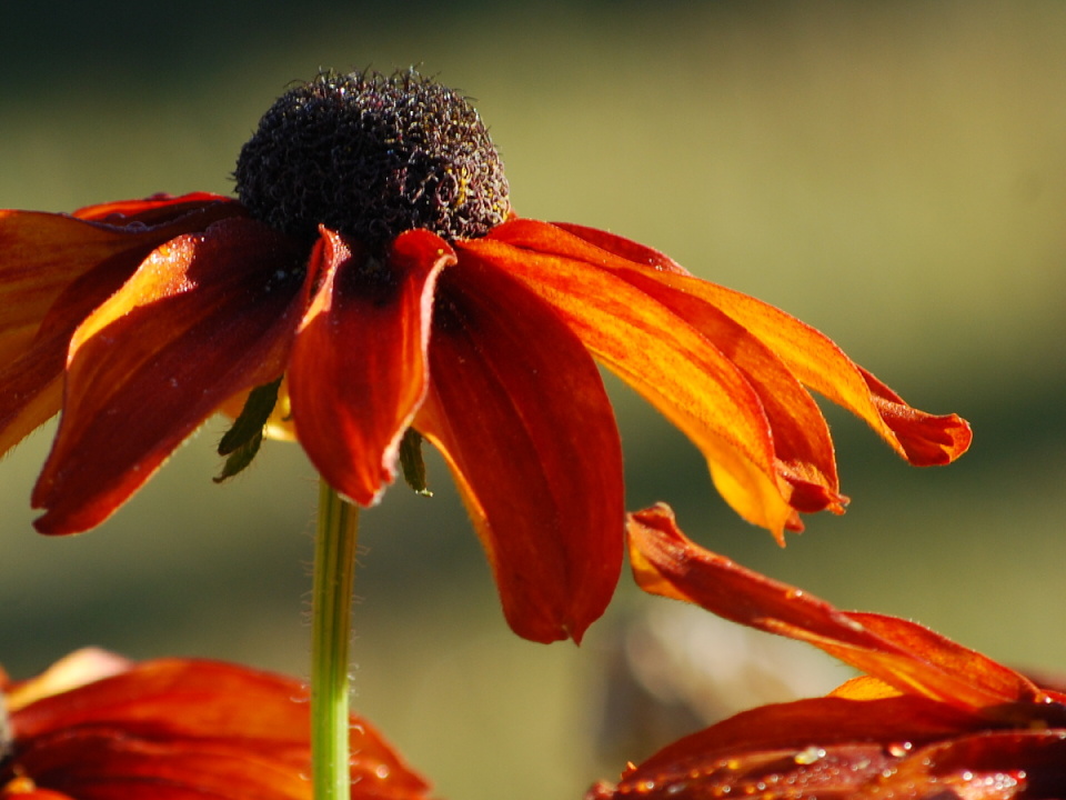 Daisy | Carolina | Blipfoto