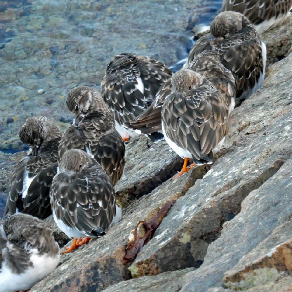 Coorie In | Apothecary7 | Blipfoto