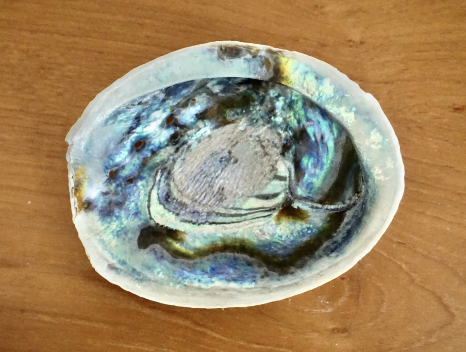 Paula sea shell | Tryards | Blipfoto