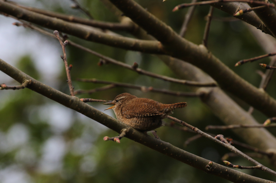 Jimmy Wren | NatureWatcher | Blipfoto