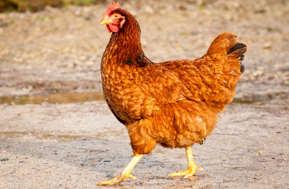 Sunny chicken | Lucc | Blipfoto