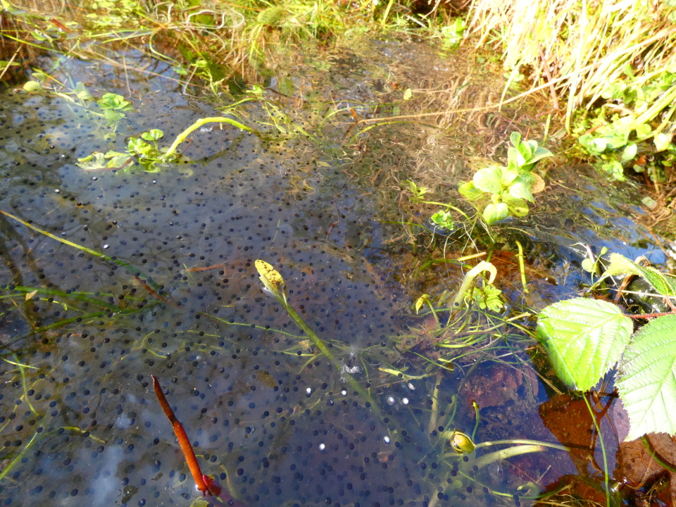 Frogs have visited | Boomerang | Blipfoto