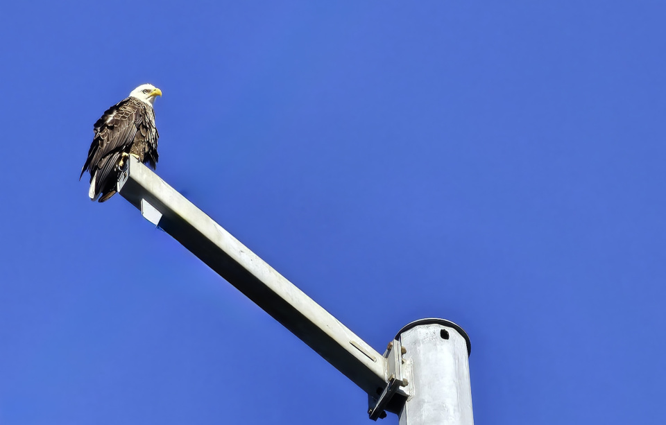 Sitting Pretty | bugsman | Blipfoto