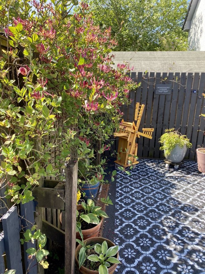 Honeysuckle Corner | loulou164 | Blipfoto