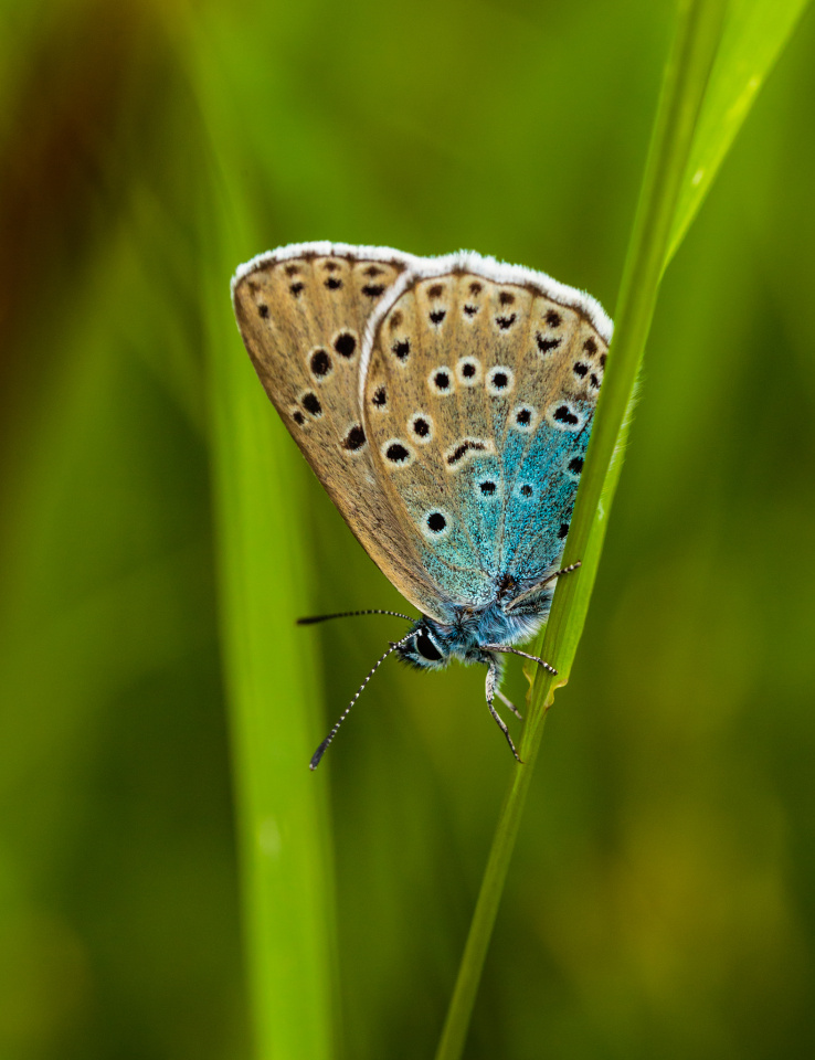 A Large Blue butterfly at Daneway Banks | CleanSteve | Blipfoto