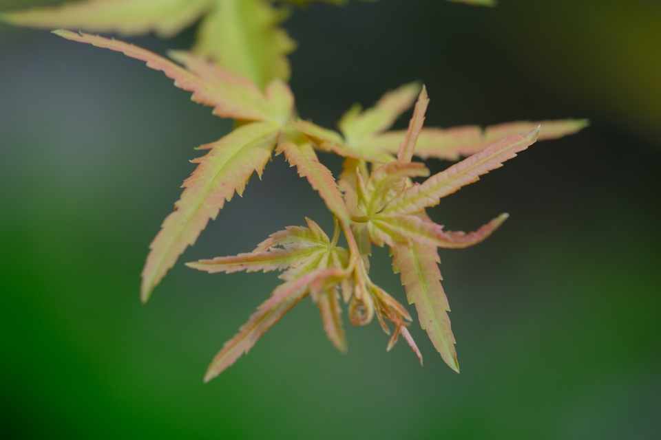 Pretty yellow new leaves | Energia | Blipfoto