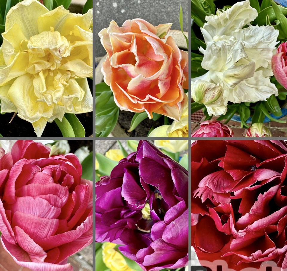 Continuing the tulip theme | Munroist4113 | Blipfoto