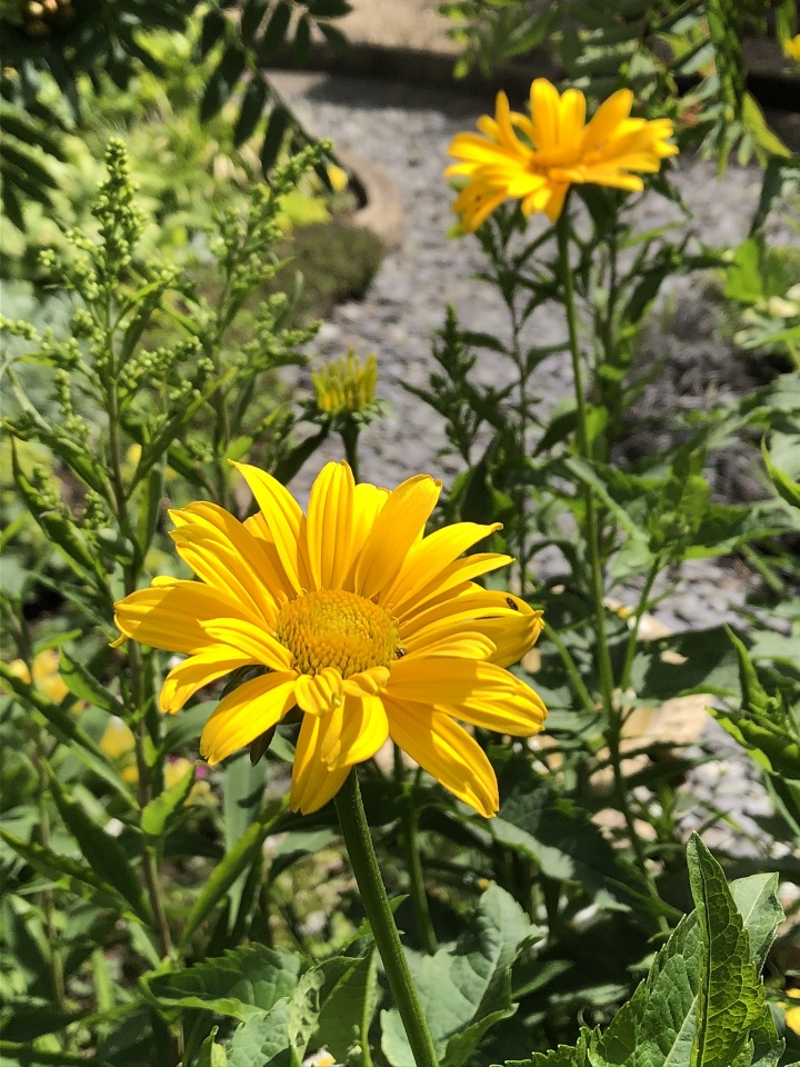 Sunshine | Alison666 | Blipfoto