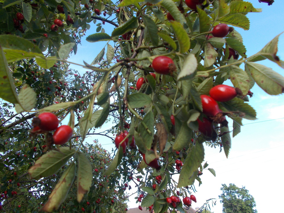Rose hips | Redberry | Blipfoto
