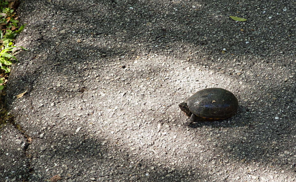 Pond Turtle | bugsman | Blipfoto