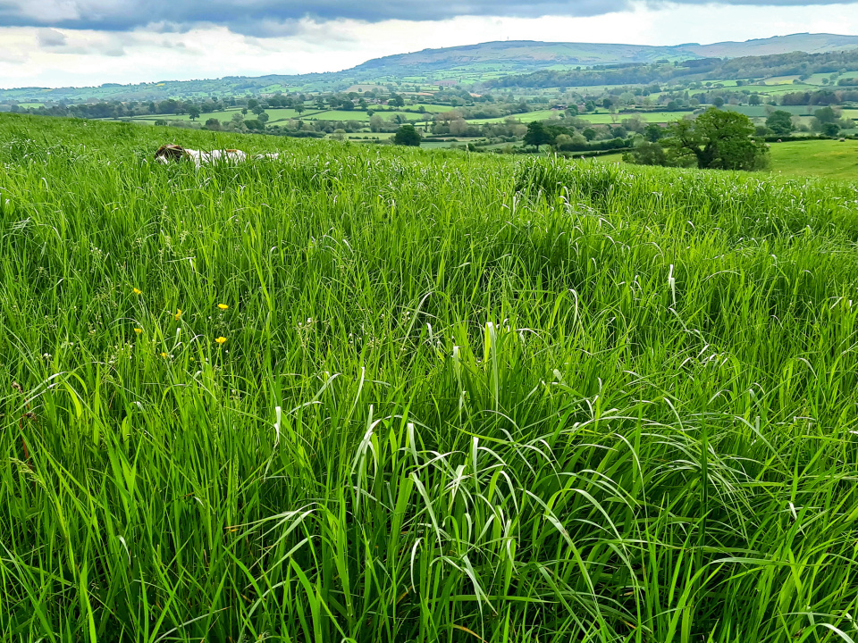 Joy In The Long Grass... | Ingleman | Blipfoto