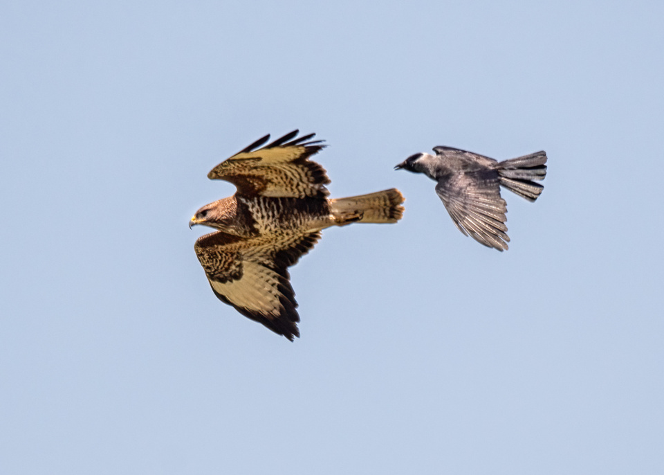 In Pursuit | AH14 | Blipfoto