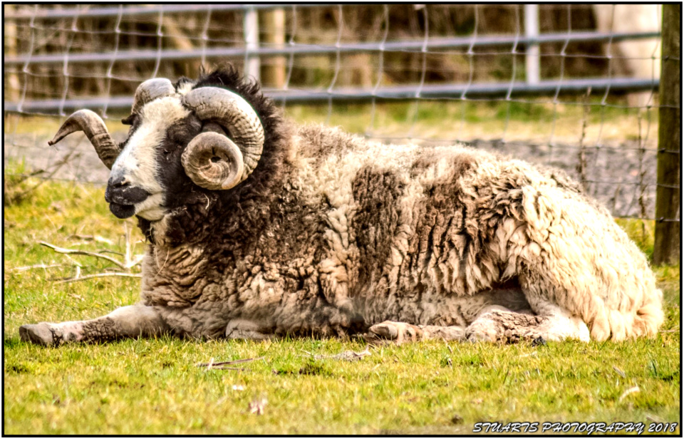 Ram raider | Stuart46 | Blipfoto