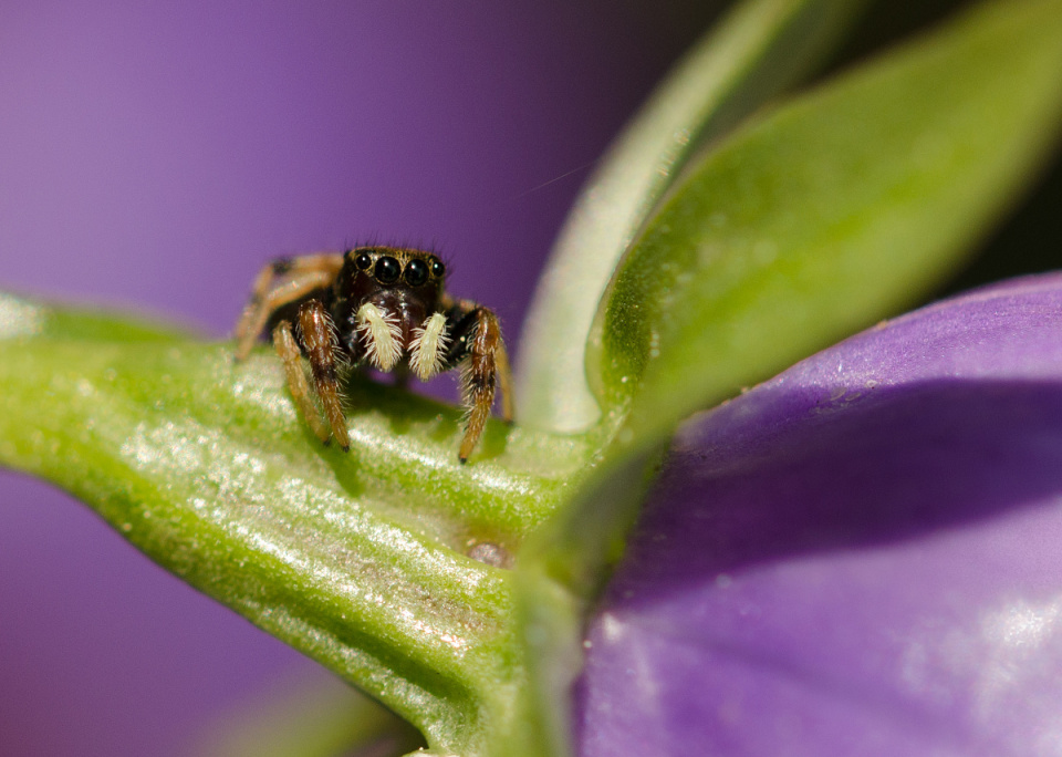 The Itty Bitty Spider... | OMP | Blipfoto