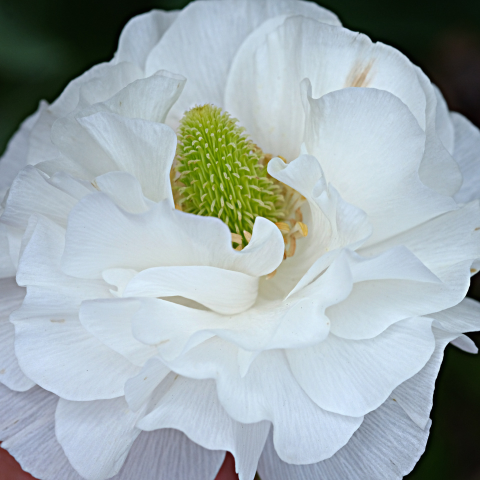 Ranunculus | Tommie2 | Blipfoto