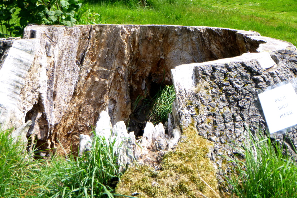 Once a tree | rat | Blipfoto