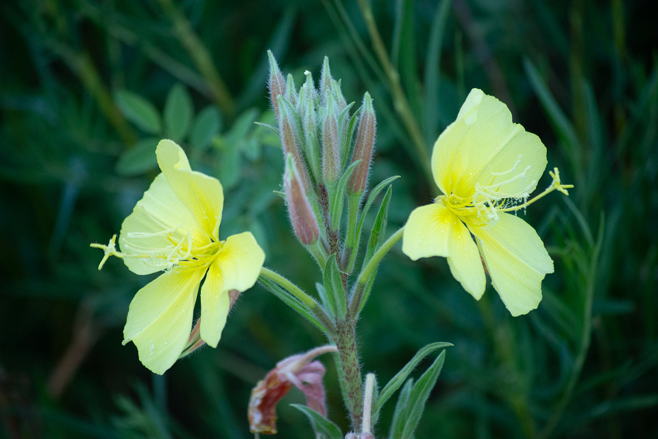 Evening primrose | JohnEdward | Blipfoto