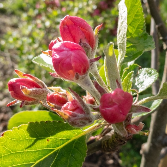 Apple Blossom | CherryR | Blipfoto