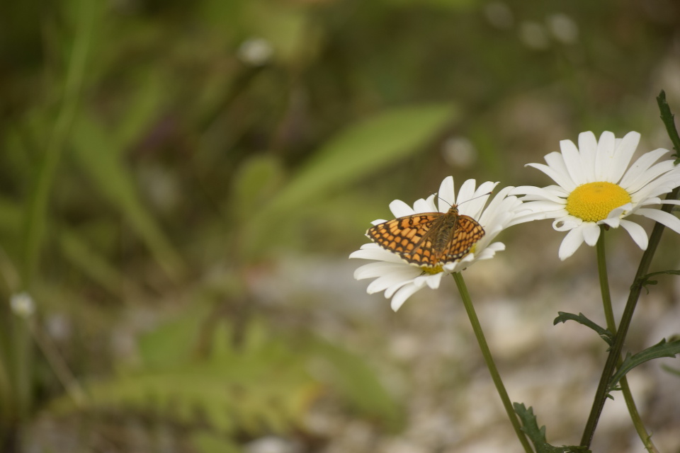 Butterfly day. | rat | Blipfoto