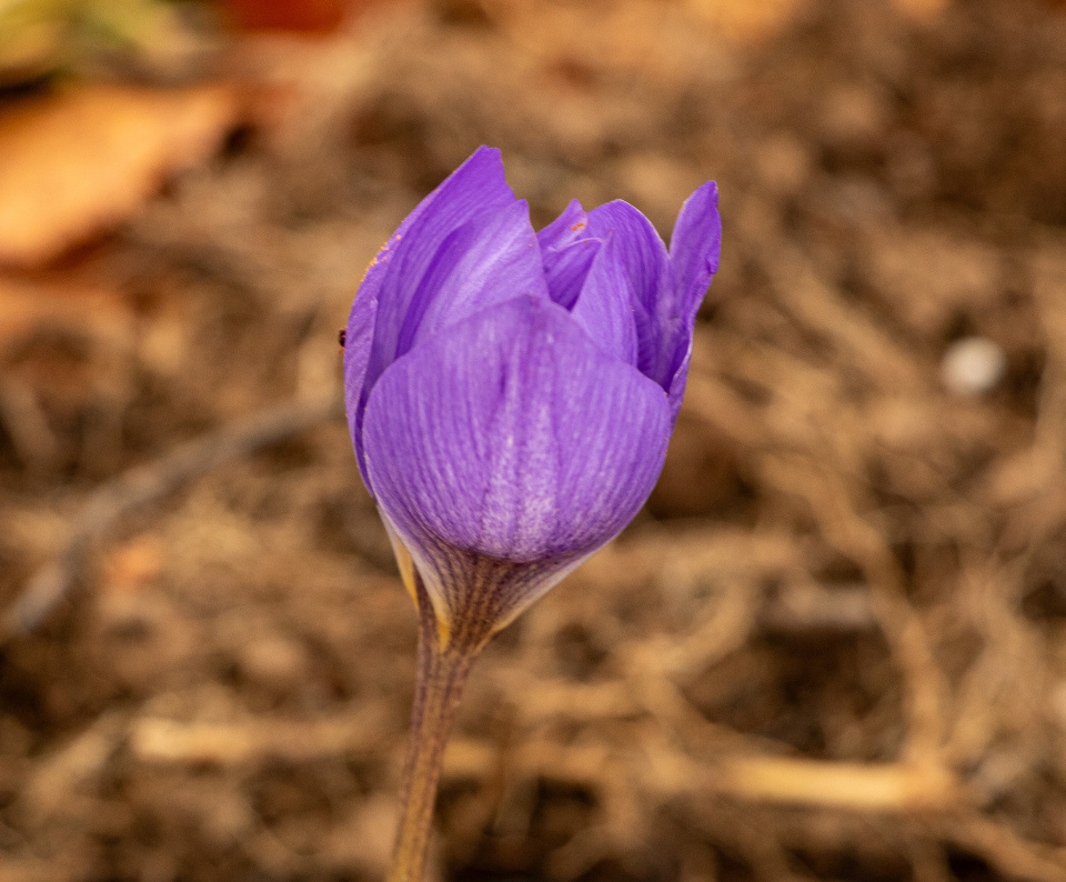 Fall crocus | KathyH58 | Blipfoto