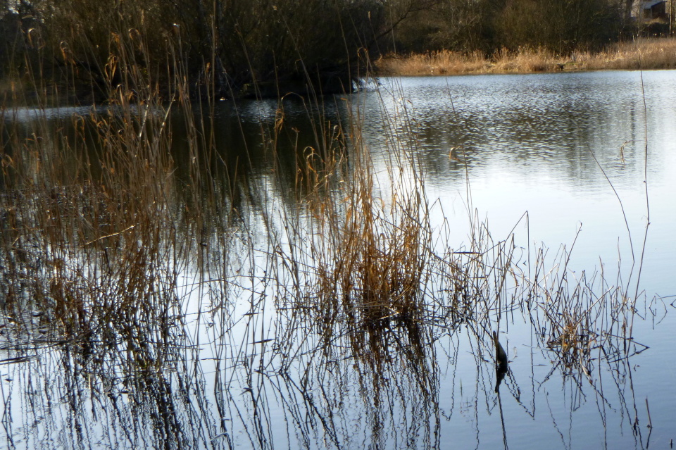 Back lit - or front lit? | rat | Blipfoto