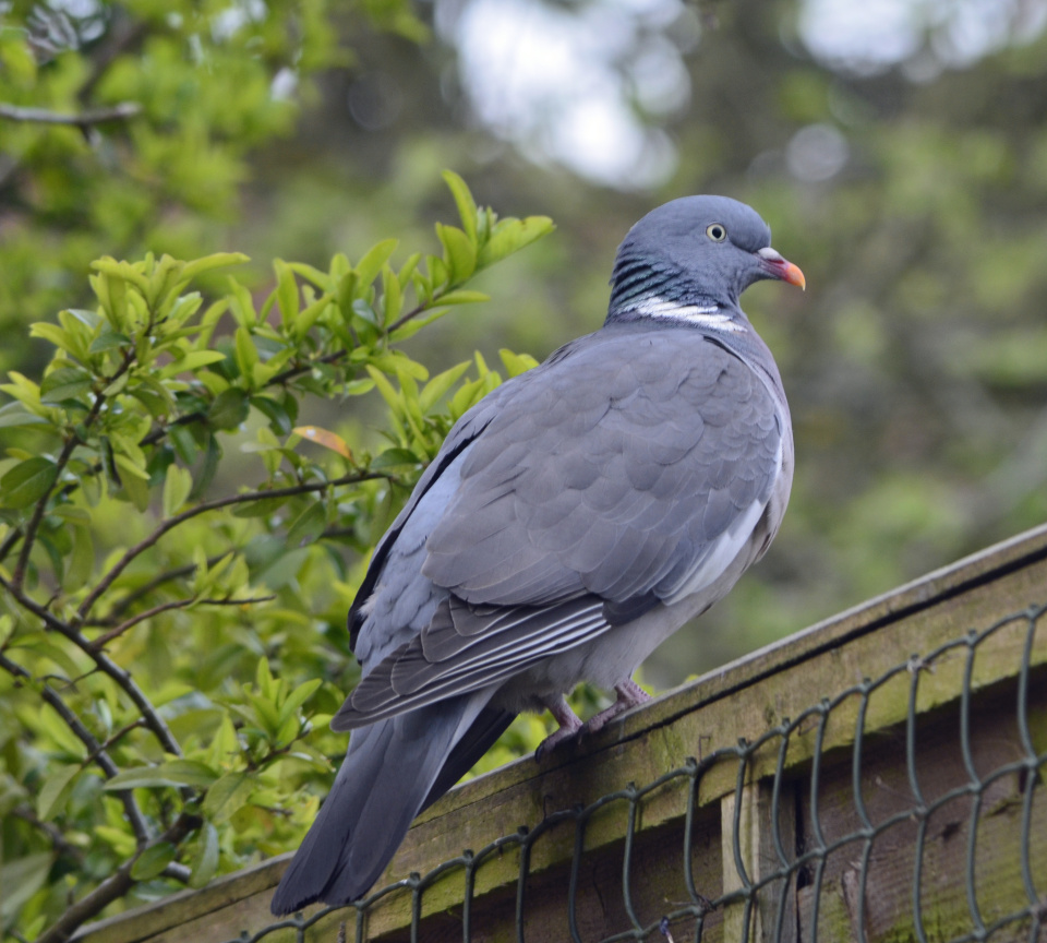 Poo to you. | BrianMac | Blipfoto