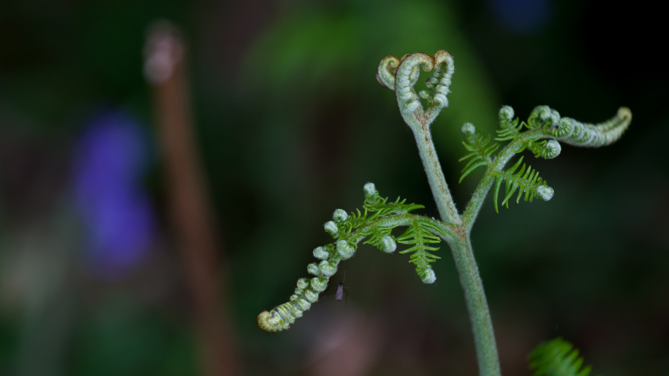 Bracken, Bluebell and Bug | Picturemull | Blipfoto