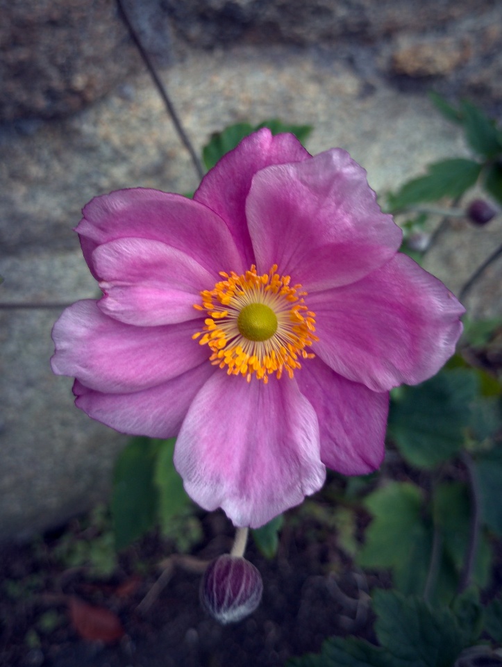 Survivor | ajt | Blipfoto