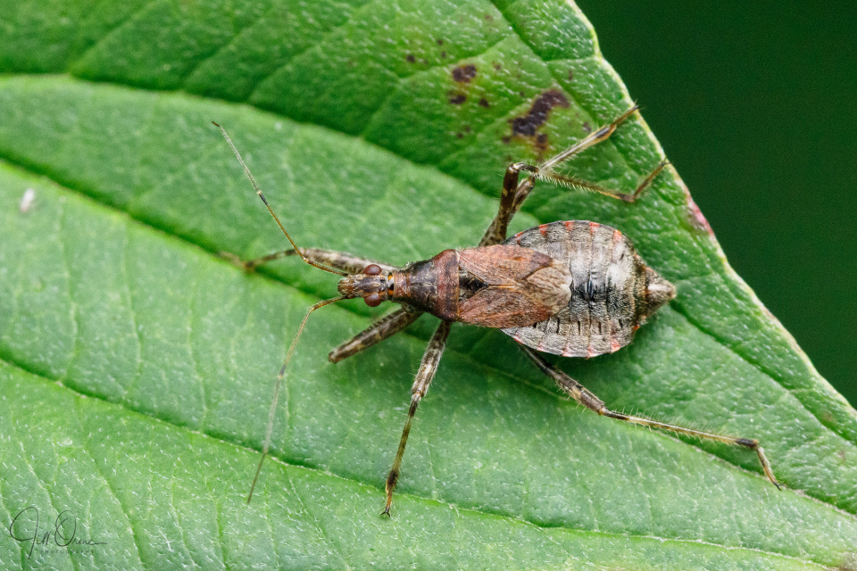 Tree damsel bug | JDO | Blipfoto