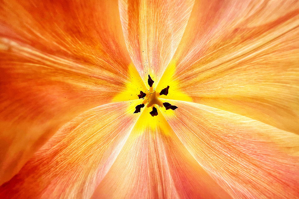 Tulip | captureasecond | Blipfoto