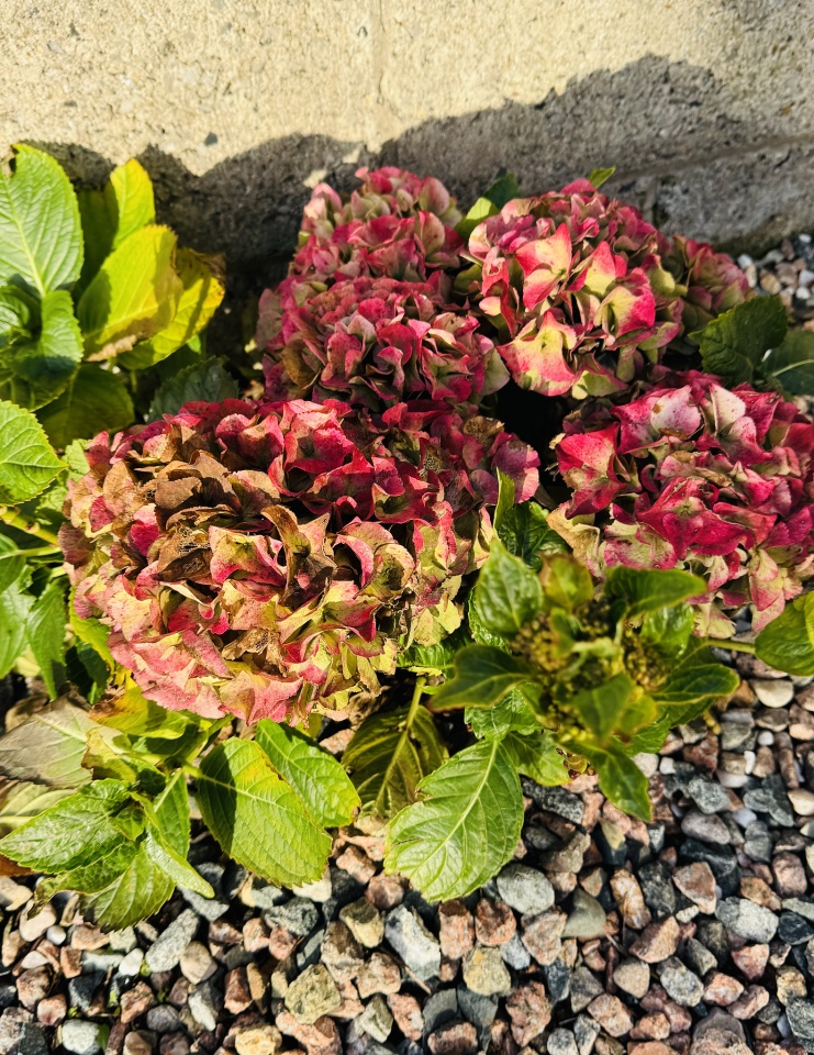 HYDRANGEAS | sunflower | Blipfoto