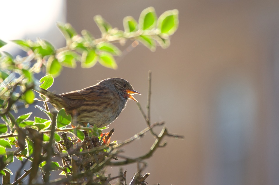 PiPiPi | Shuji | Blipfoto