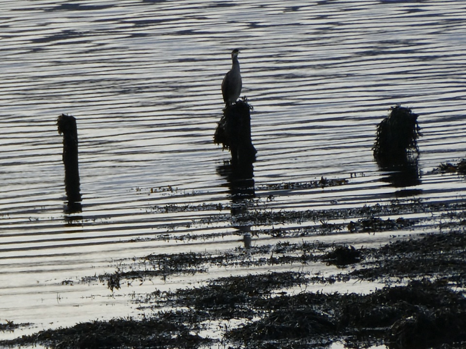 Driech | elgar1 | Blipfoto