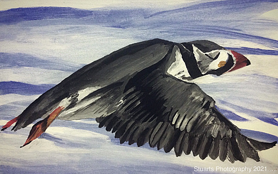 Puffin in flight (painting) | Stuart46 | Blipfoto
