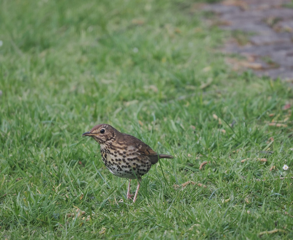 Listening | Technophobe | Blipfoto