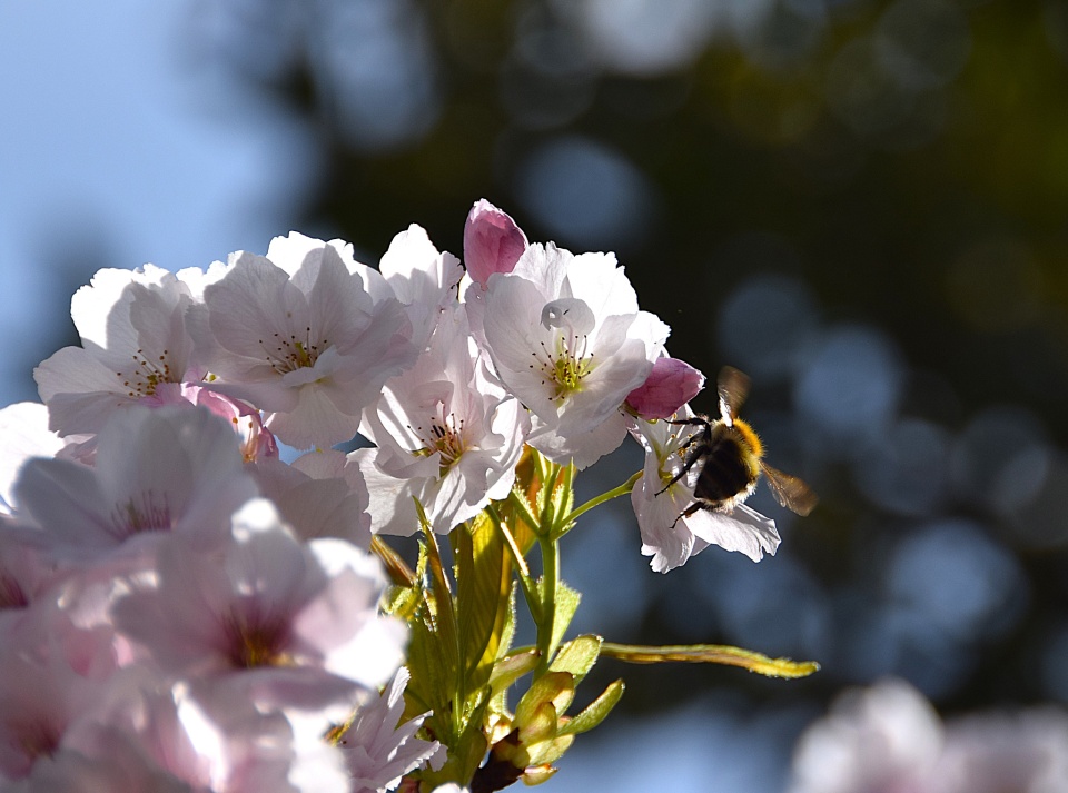 Enjoying the cherry blossom | TimM | Blipfoto