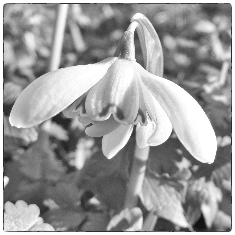 Spring flowers... | 60plus11 | Blipfoto