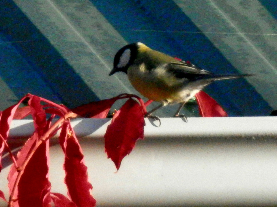 Bird eaves, in the lovely... | leah | Blipfoto