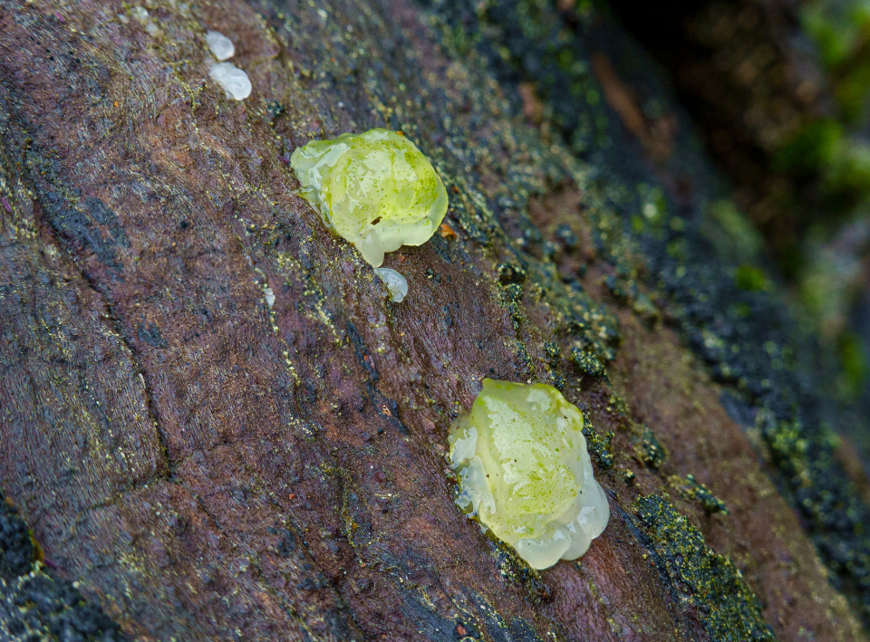Another Jelly Fungus | madwill | Blipfoto