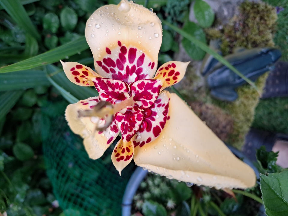 Tiger Flower. | Midlander | Blipfoto