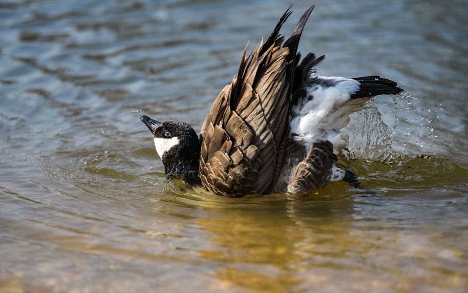 Seven Islands Pond: Flipping Goose | Chamaeleo | Blipfoto