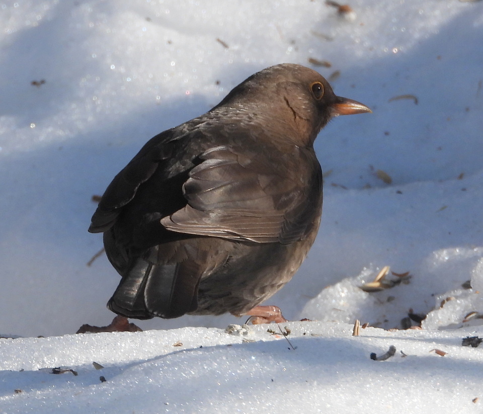 Mustarastas, Turdus merula. | leah | Blipfoto