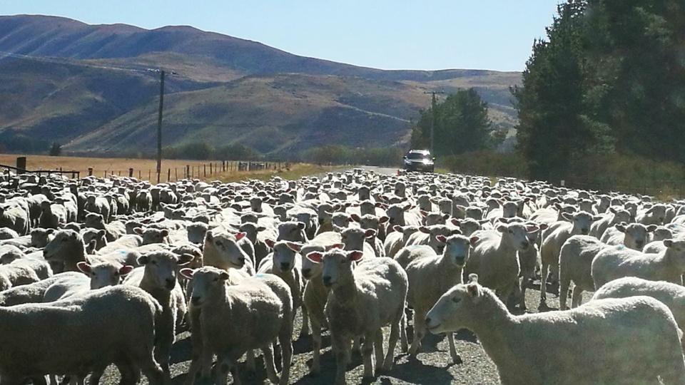 Mob of sheep | blipjude | Blipfoto