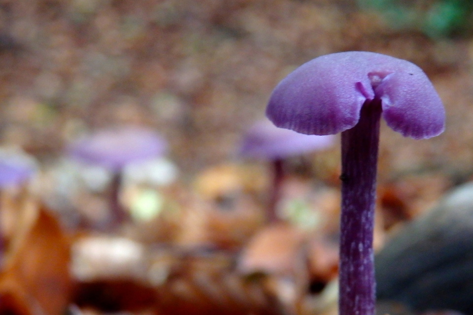 The Amethyst Deceiver | Lofty | Blipfoto